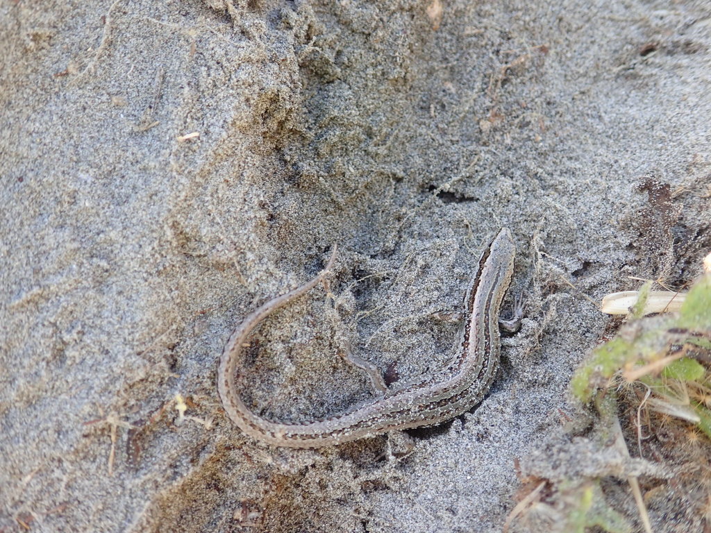 New Zealand Grass Skink in April 2022 by Arnim Littek. Surprisingly ...
