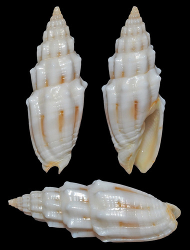 Vexillum turriger · iNaturalist