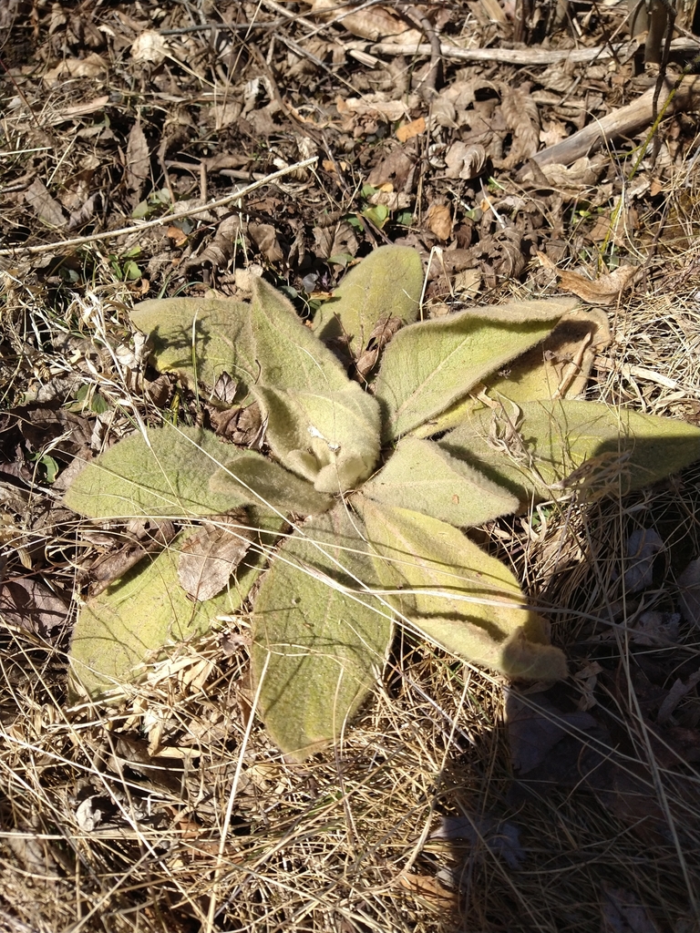 great mullein from Finlayson Township, MN, USA on April 9, 2022 at 02: ...