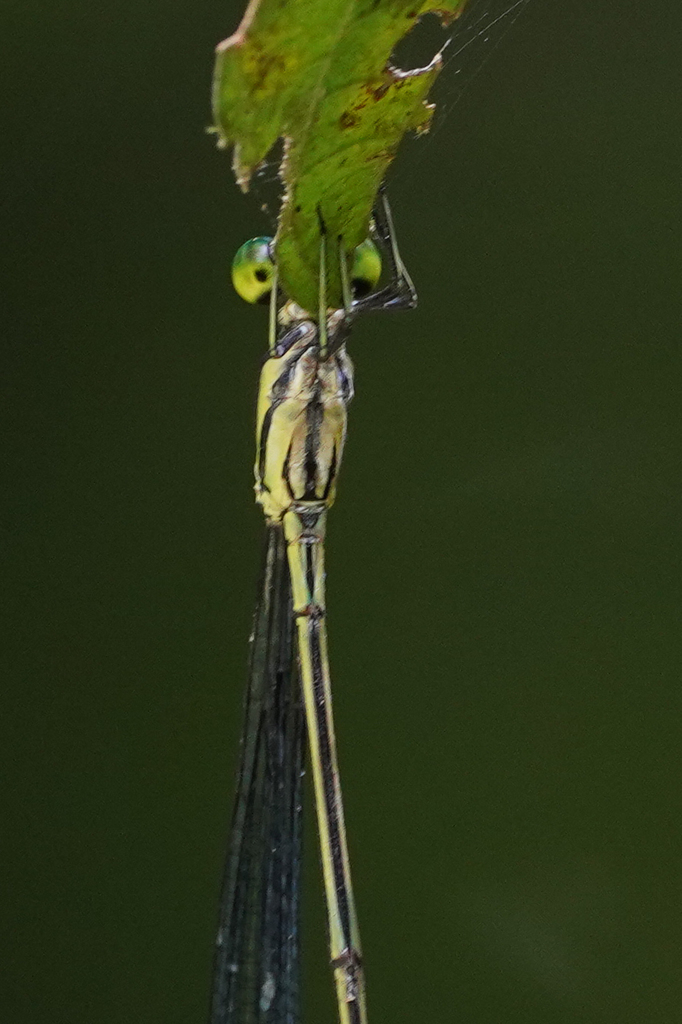 Long-tailed Helicopter (Odonata of Loreto, Peru) · iNaturalist