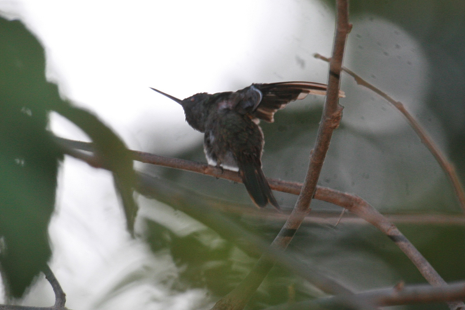 Polyerata decora Salvin, 1891