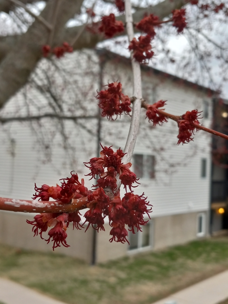 red maple from Westwinds Dr & Roberts Rd, Iowa City, IA 52246, USA on ...