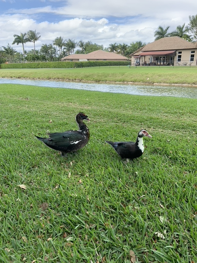 Domestic Muscovy Duck from Palmetto Bay, FL, USA on March 14, 2022 at ...