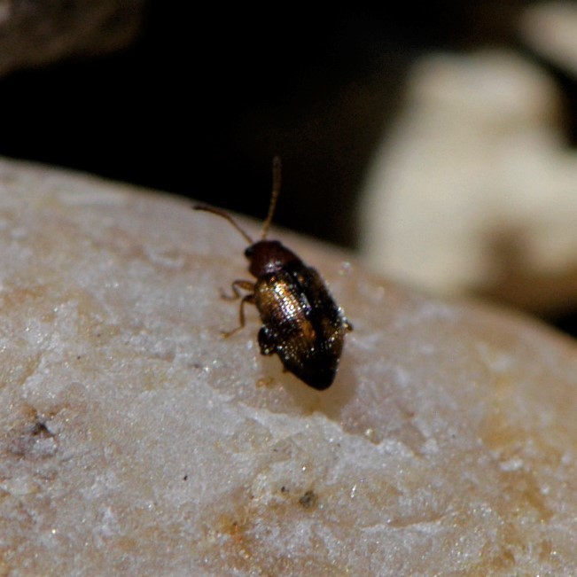 Epitrix hirtipennis in April 2022 by Elliott Gordon · iNaturalist
