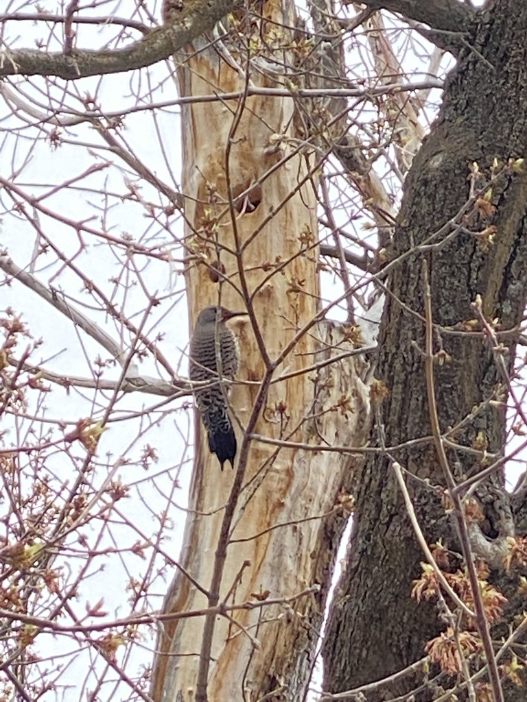 Northern Flicker from Cliffside, Logan, UT, US on April 09, 2022 at 11: ...