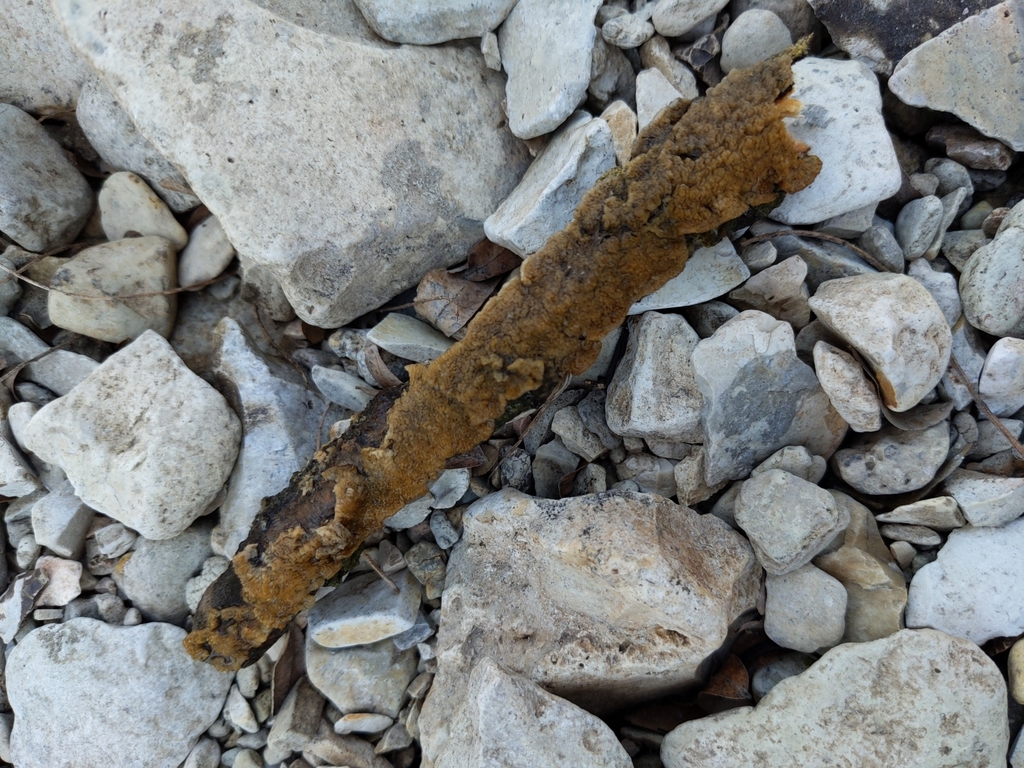 brown-toothed crust fungus from Ashland, KS 66502, USA on April 09 ...