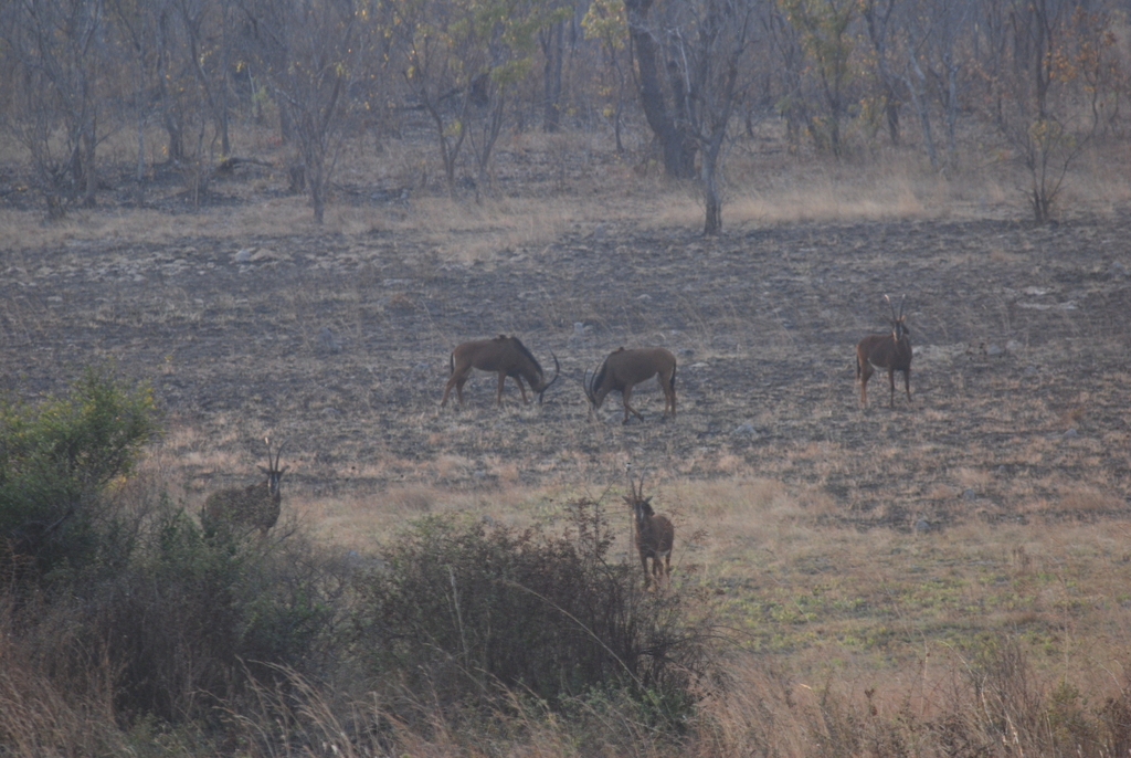 West Tanzanian Sable Antelope from Zambia on August 29, 2013 at 03:46 ...