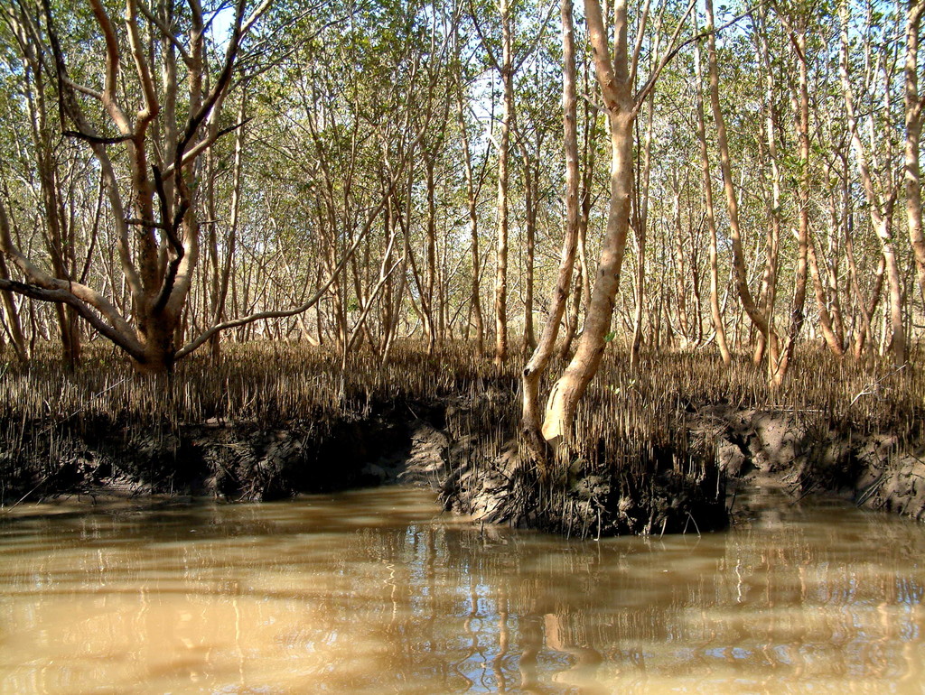 Grey Mangrove from North Uthungulu, South Africa on January 14, 2002 at ...
