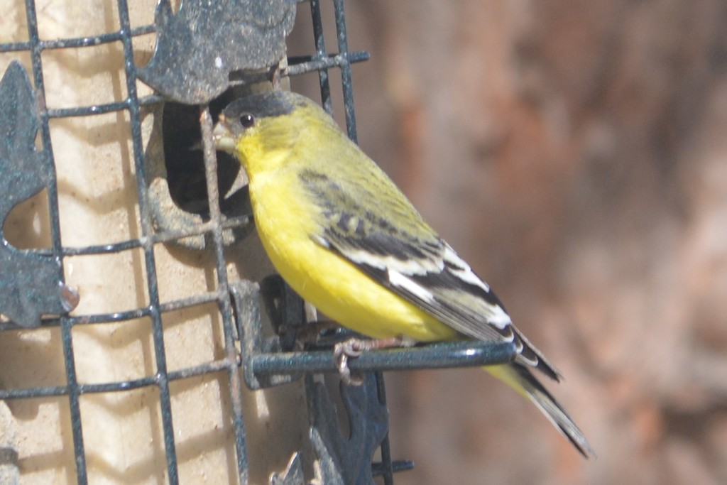 Lesser Goldfinch from Kennewick, WA, USA on April 04, 2022 at 10:40 AM ...