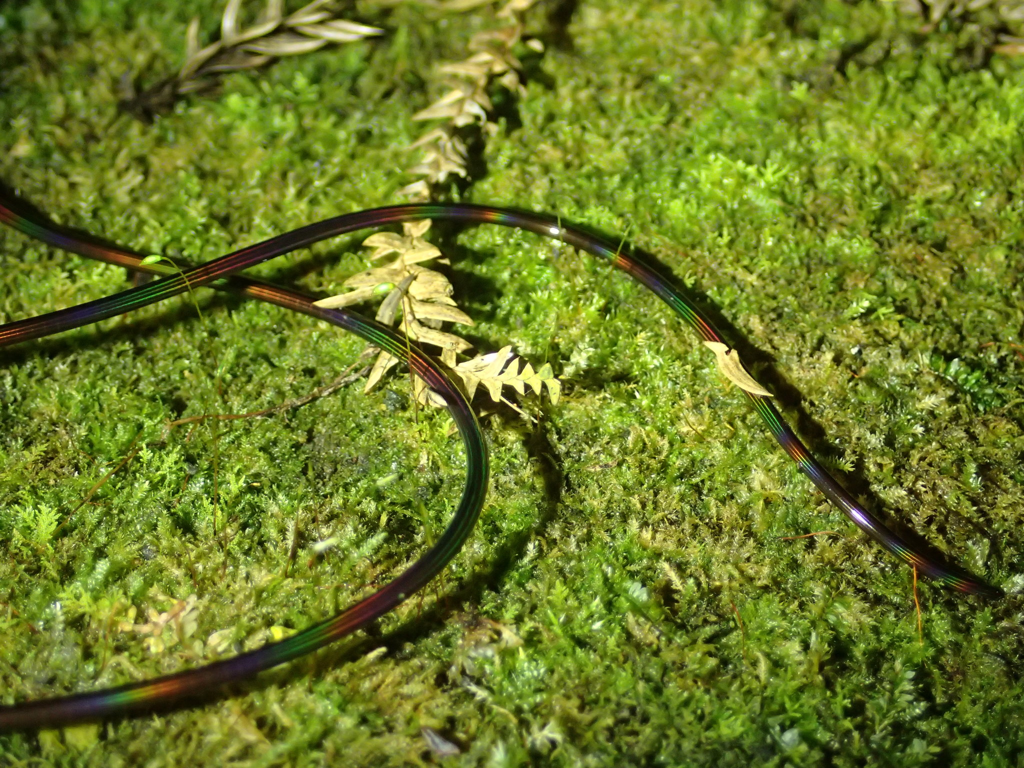 Gordius Linnaeus, 1758