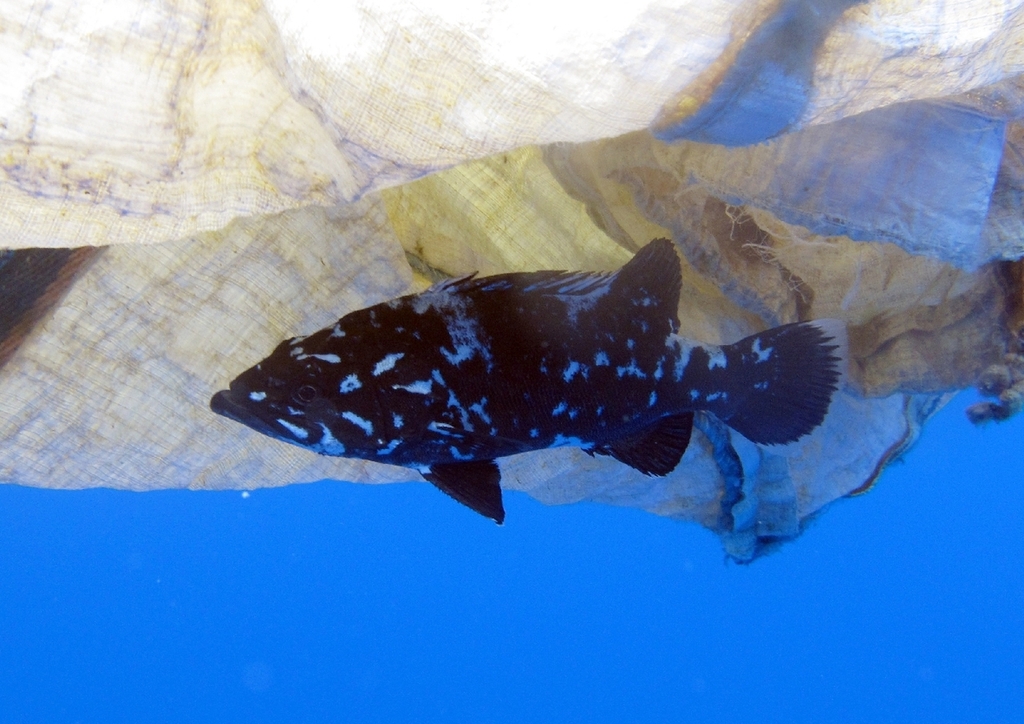 Atlantic Wreckfish (Polyprion americanus) - Marine Life Identification