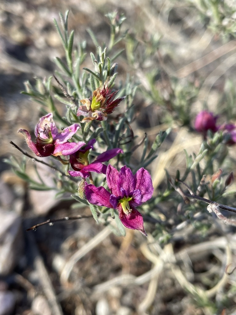 Littleleaf Rhatany in March 2022 by Matt Berger · iNaturalist