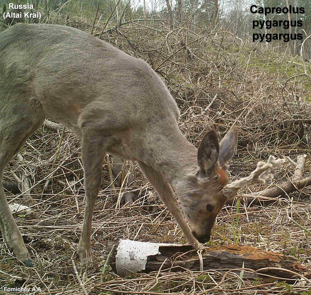 Eastern Roe Deer from Russia, Altai Krai, Kashkaragaikha River Valley ...