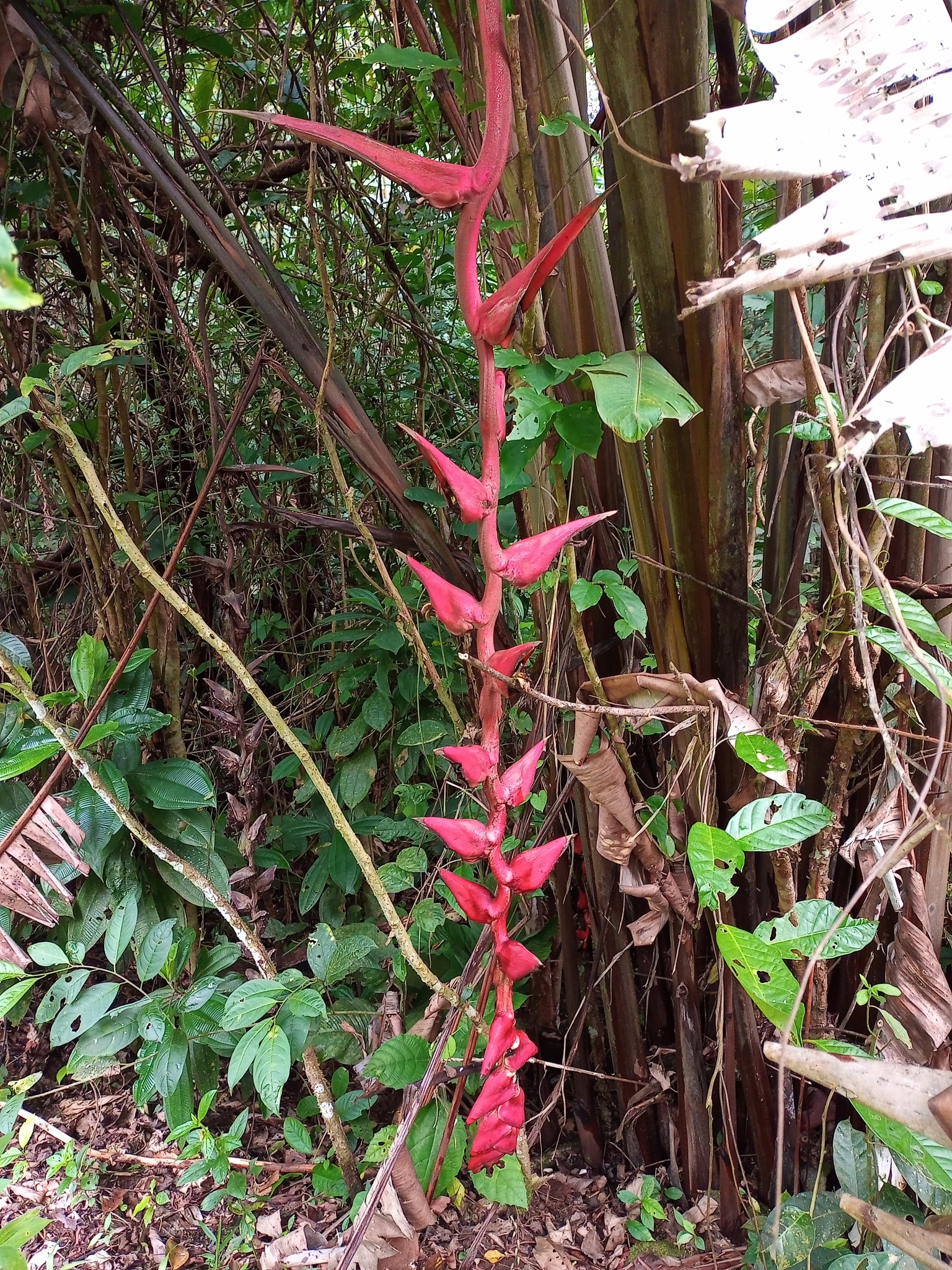 Heliconia pogonantha Cufod.