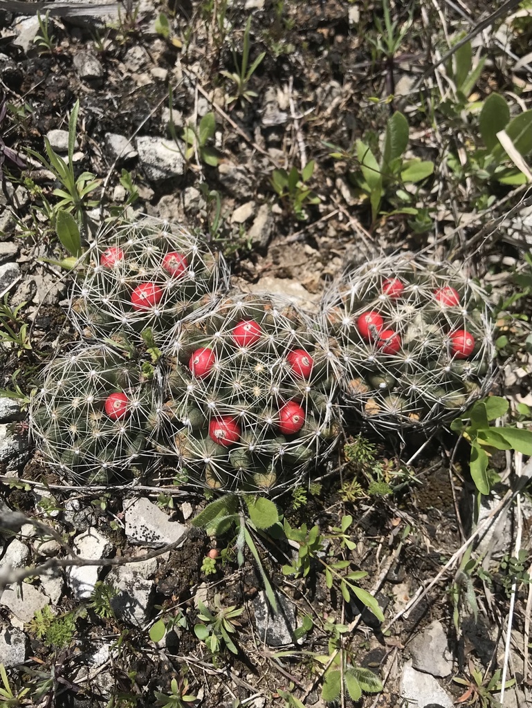 Missouri Foxtail Cactus in April 2022 by Alex Harman · iNaturalist