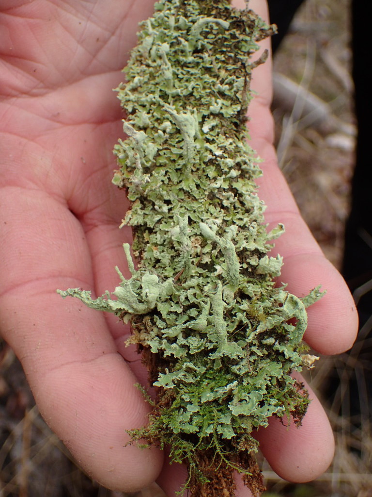 Pixie Cup Lichens from Terence Bay, NS, Canada on April 09, 2022 at 11: ...