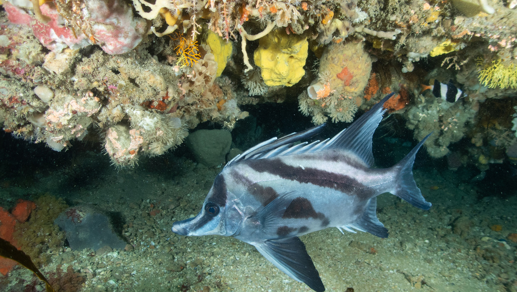 Longsnout Boarfish from Port Phillip, Queenscliff, VIC, AU on January ...