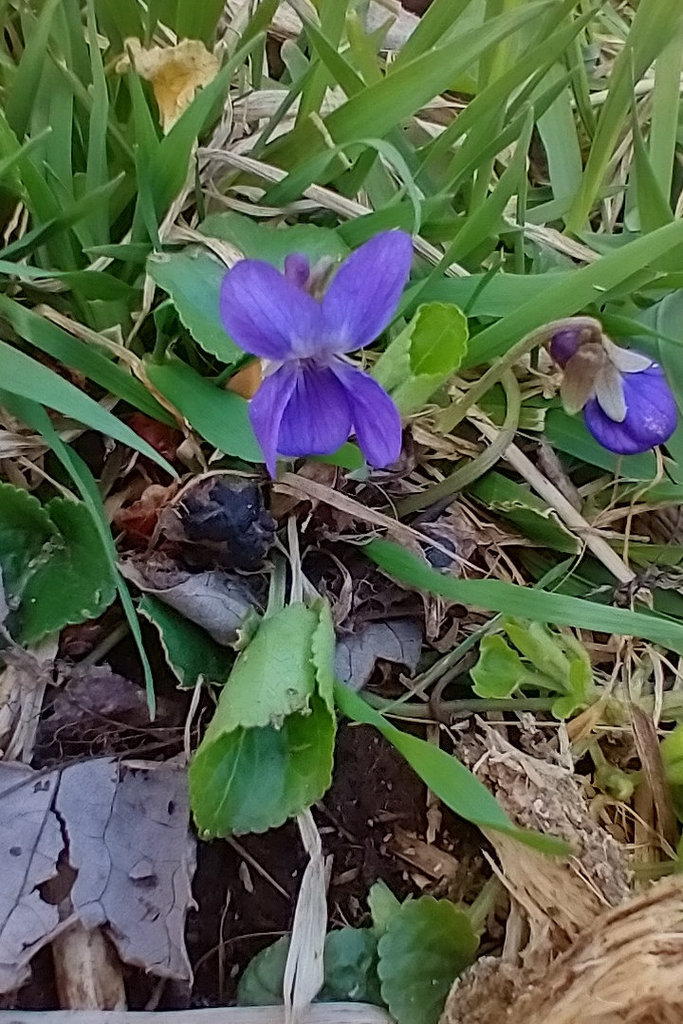 common blue violet from Thousand Acre Swamp, Penfield, NY 14526, USA on ...