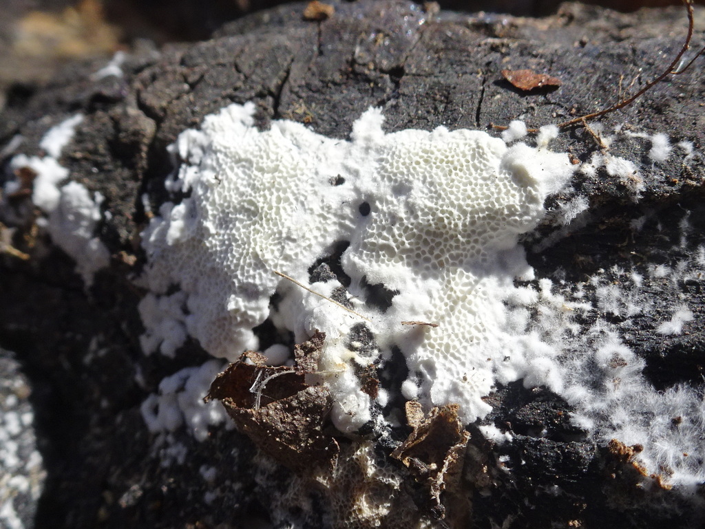 Milk-white Toothed Polypore from Riley, Kansas, United States on April ...