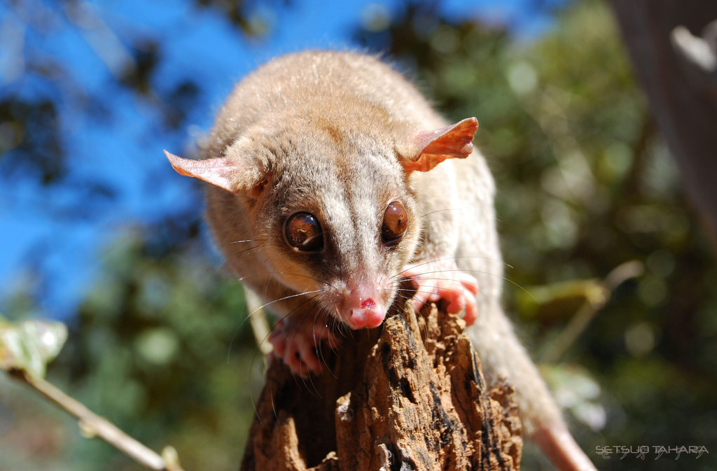 Bare-tailed Woolly Opossum (Colombian Mammals ) · NaturaLista Colombia