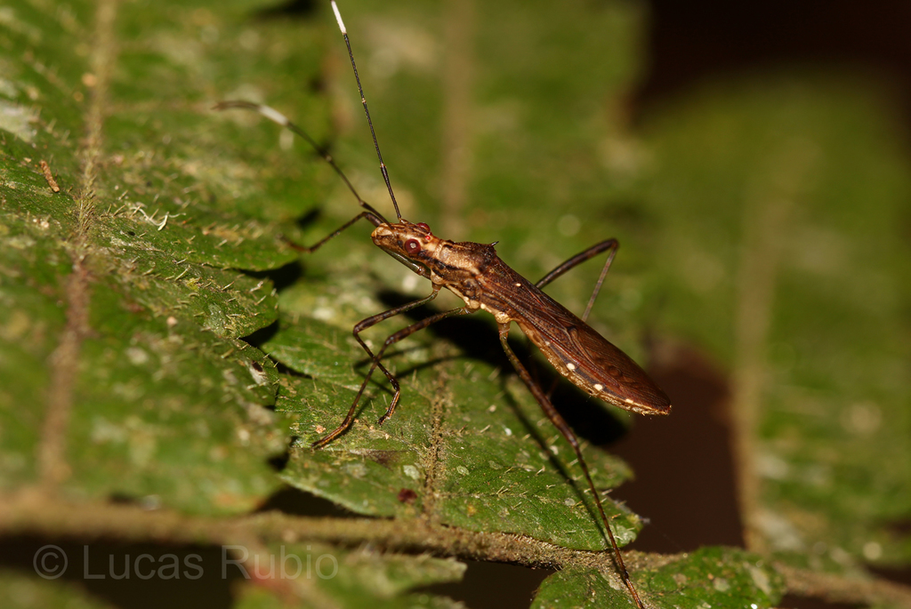Cydamus from Granja la Lechuza, Oberá, Misiones, Argentina on December ...