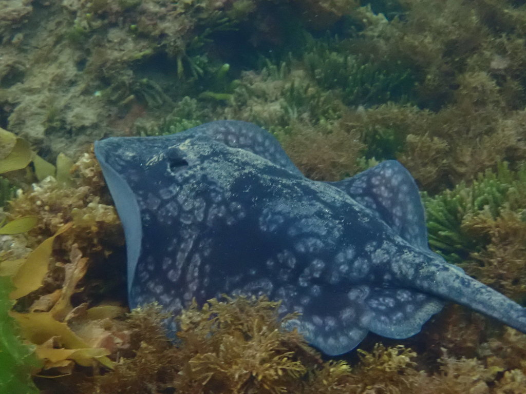 Spotted Stingaree (Urolophus gigas) - Marine Life Identification