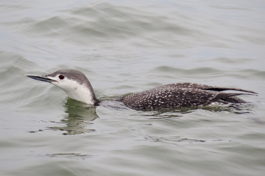 Red-throated Loon from Ocean County, NJ, USA on February 17, 2018 at 04 ...