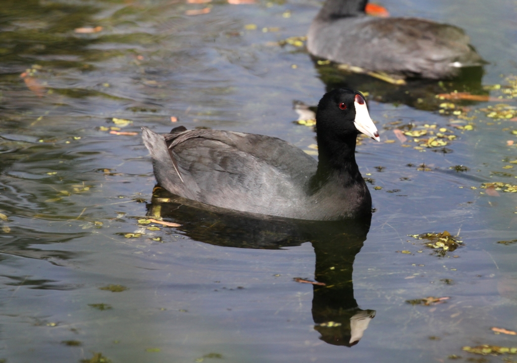American Coot from Pinellas County, FL, USA on February 10, 2019 at 01: ...