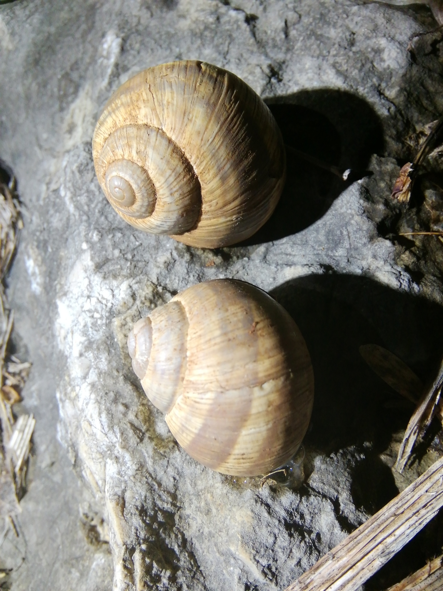 Helix cincta O.F.Müller, 1774