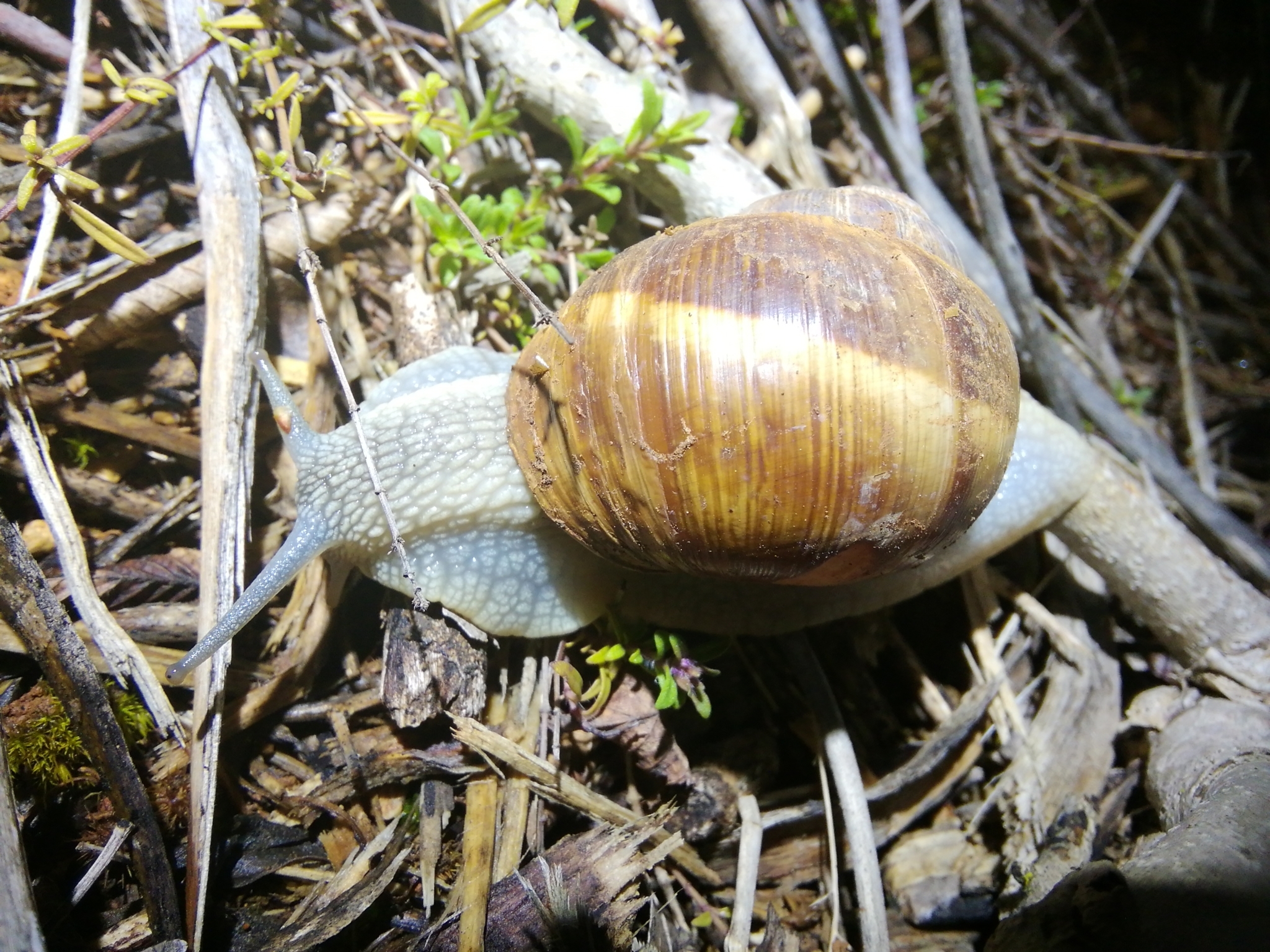 Helix cincta O.F.Müller, 1774