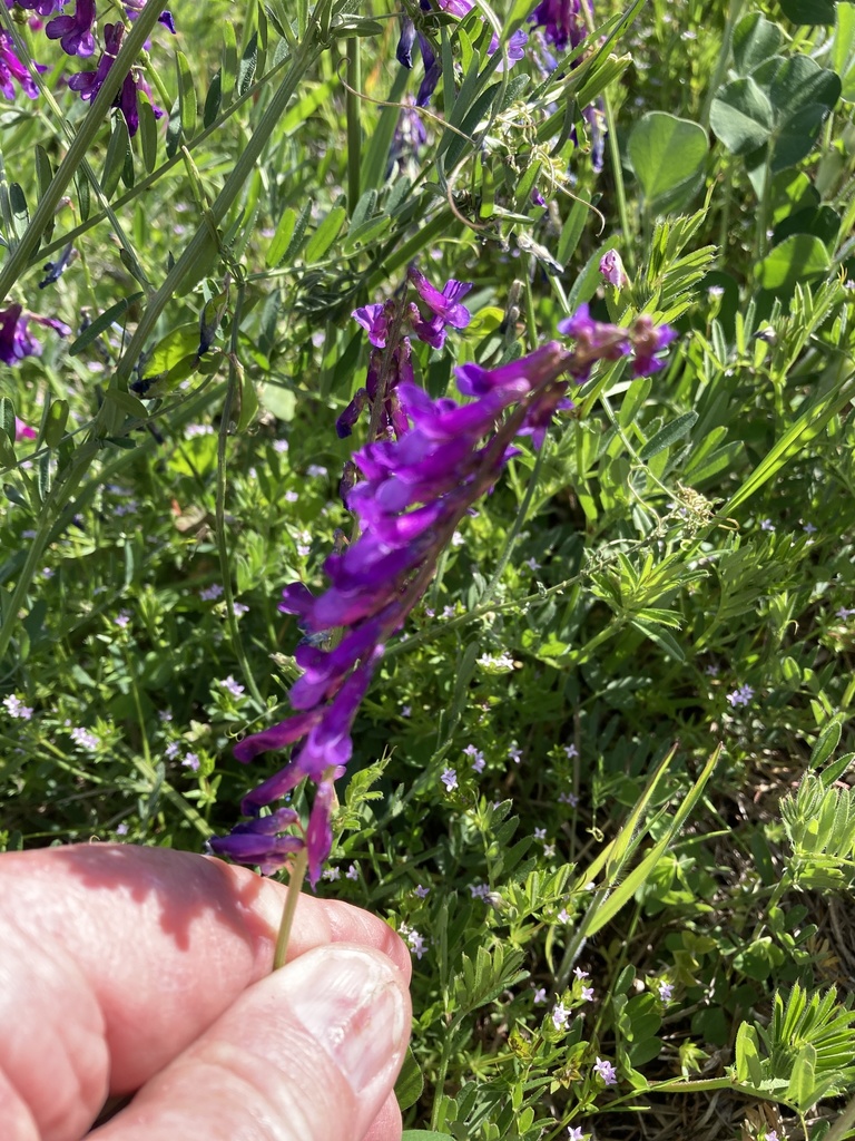 hairy vetch from Sawyer, OK, US on April 09, 2022 at 04:52 PM by ...
