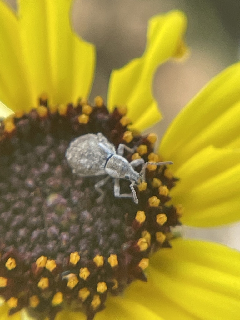 True Weevils from Shenandoah Trail, Thousand Oaks, CA, US on April 9 ...