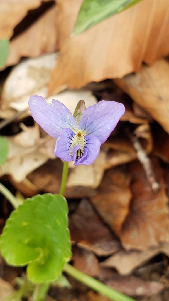 marsh blue violet from Cherokee-Seneca, Louisville, KY, USA on April 09 ...