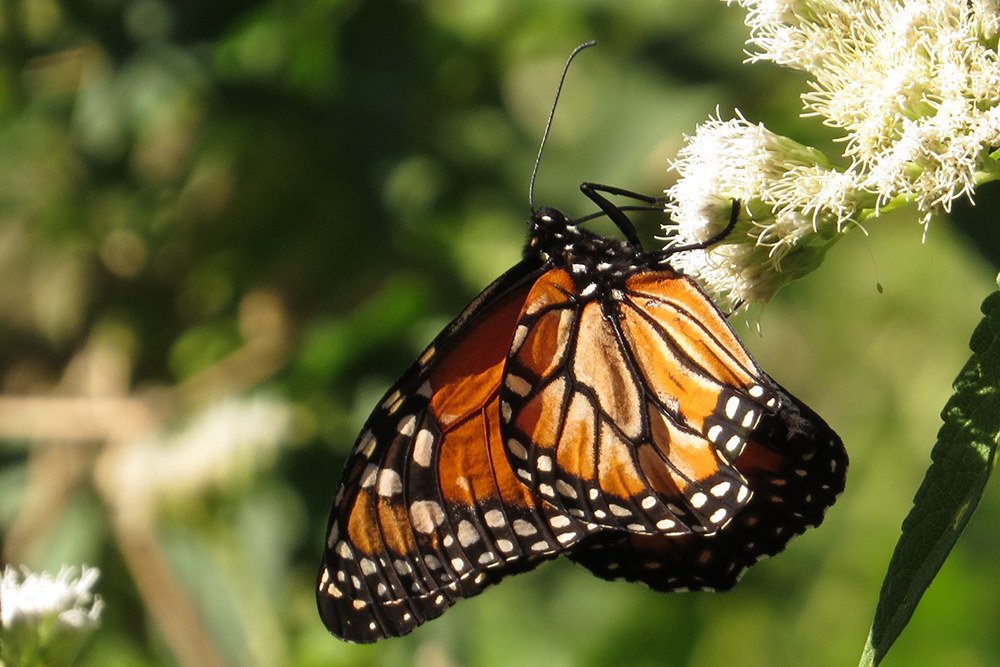 Southern Monarch from La Plata, Provincia de Buenos Aires, Argentina on ...