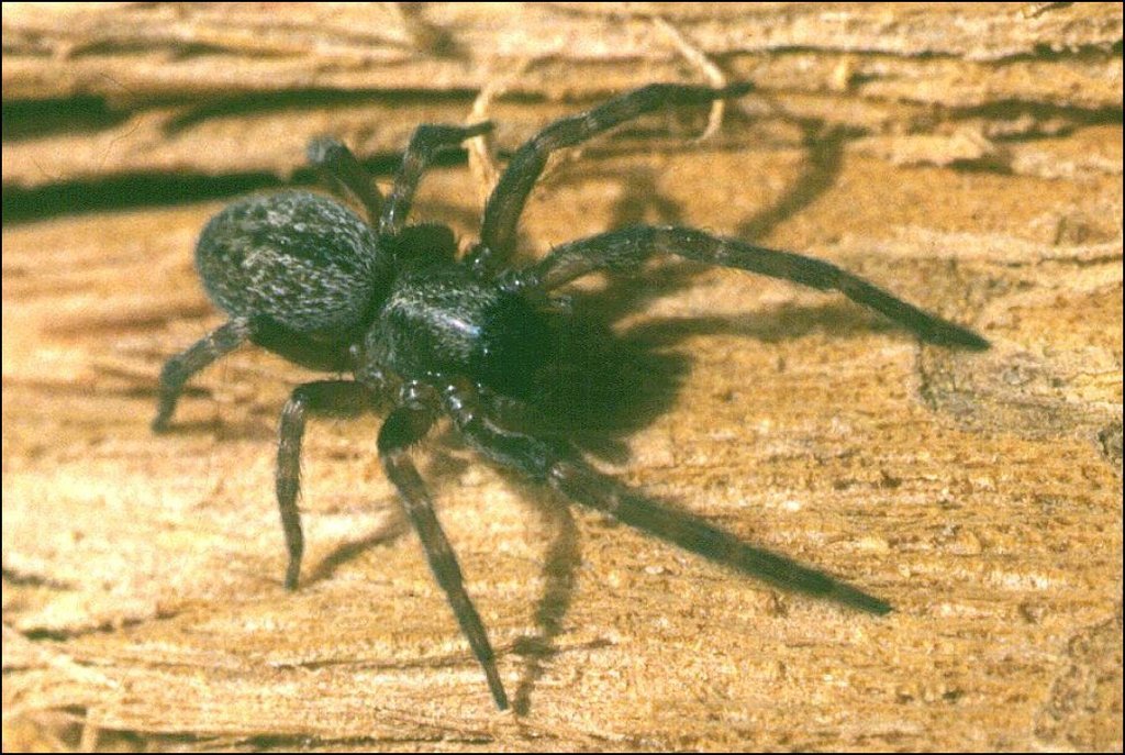 Grey House Spider from Morwell National Park on September 11, 1994 at ...