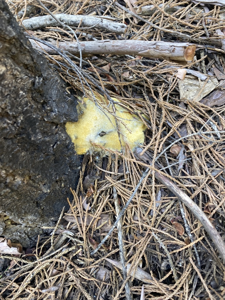 Dog Vomit Slime Mold in April 2022 by Sam Fellows · iNaturalist
