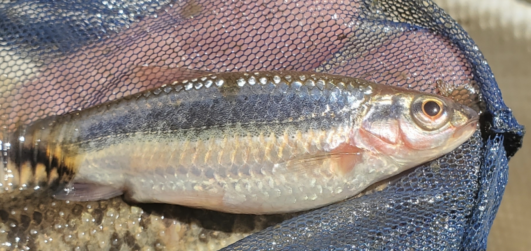 Luxilus cardinalis (Mayden, 1988)