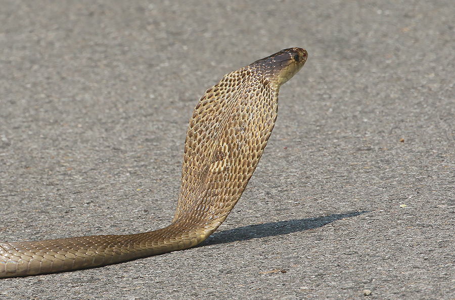 Monocellate Cobra from Huai Mae Priang, Kaeng Krachan District ...