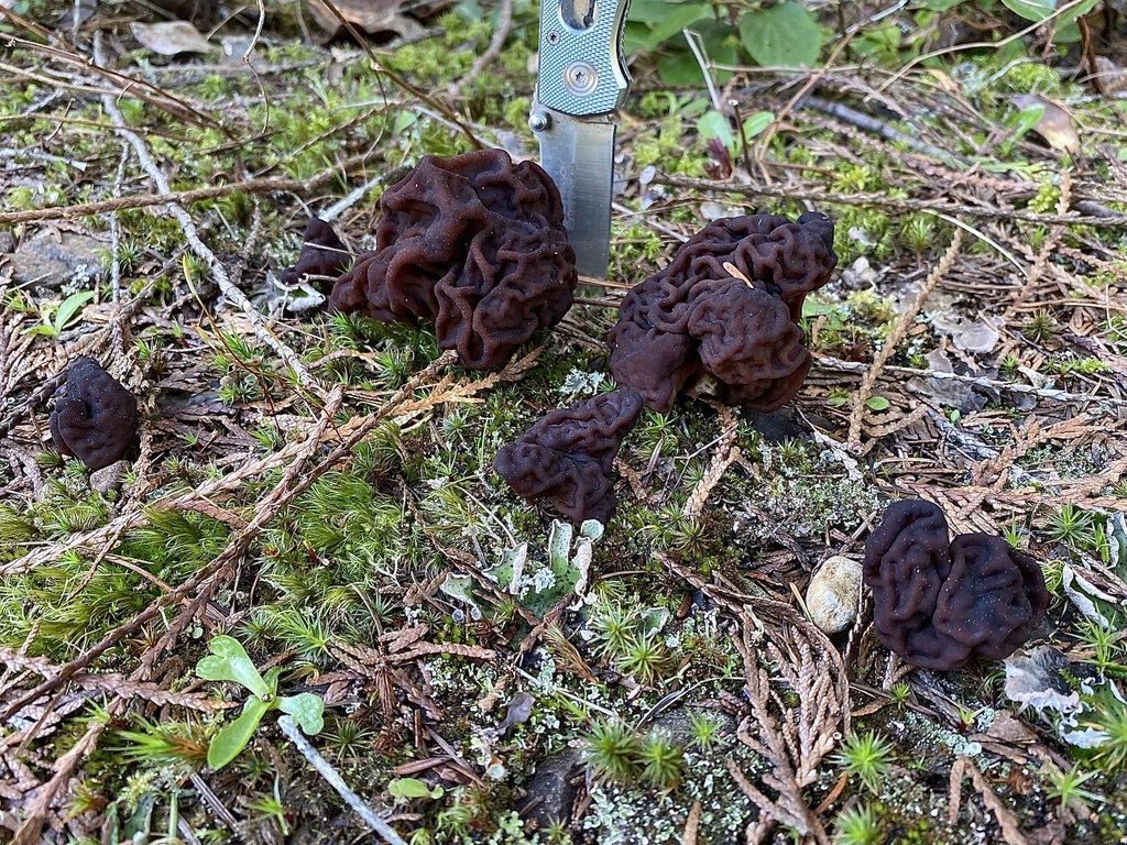 Gyromitra venenata from Olympic National Forest, Hoodsport, WA, US on ...