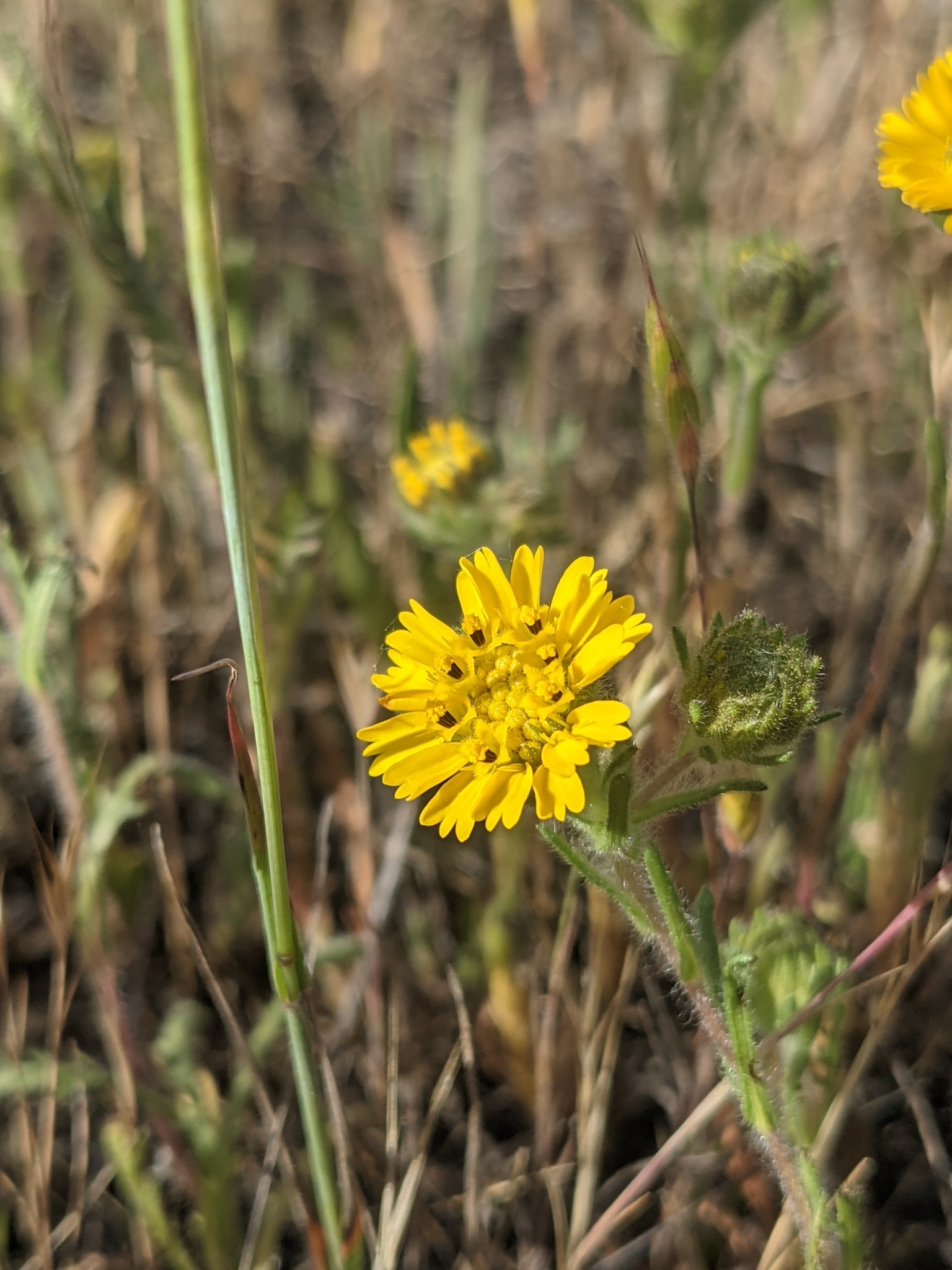 Deinandra corymbosa (DC.) B.G.Baldwin