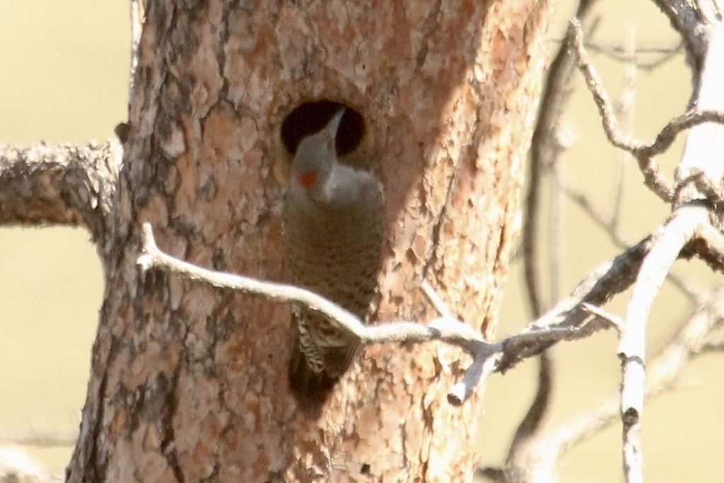 Northern Flicker from Black Hills National Forest, Custer, SD, US on ...