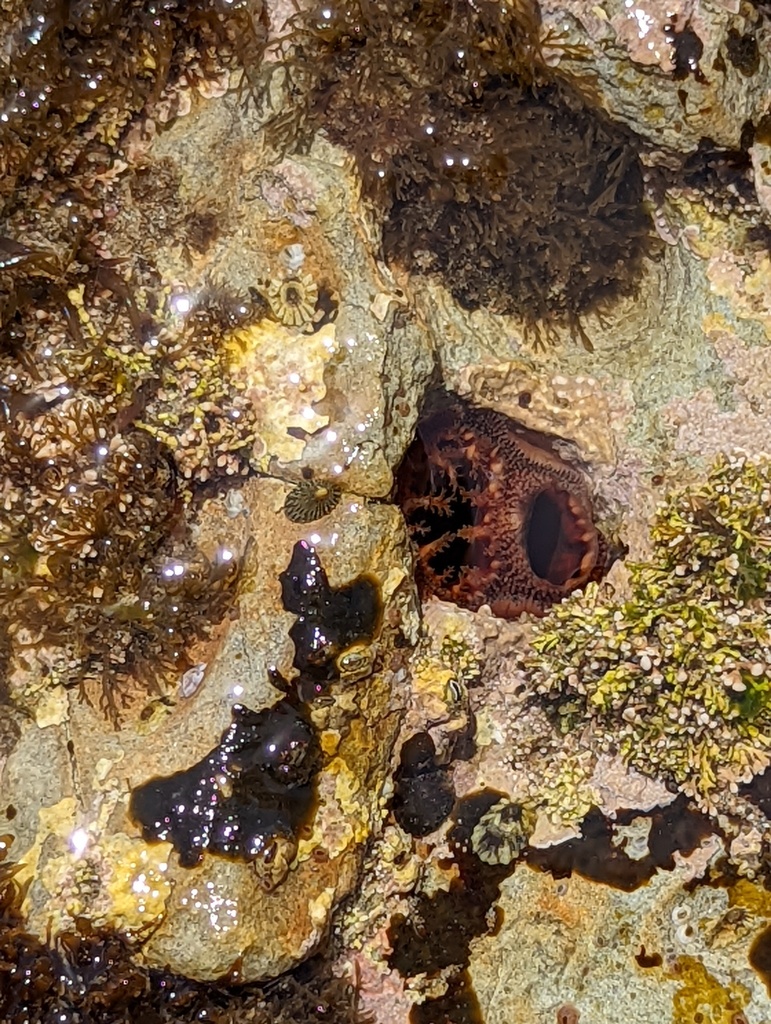 Piddocks and Angelwings from San Pedro, Los Angeles, CA, USA on April ...