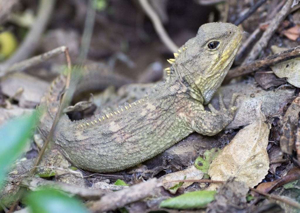 Tuatara in November 2019 by chris_barnesoz · iNaturalist
