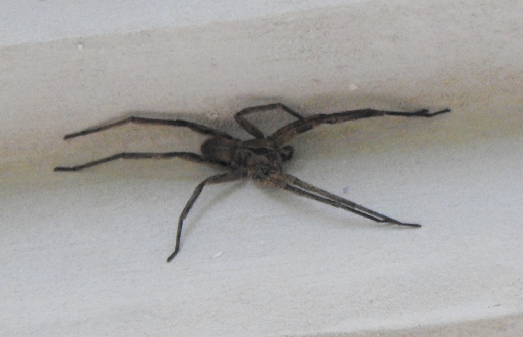 Armed Spiders from Vale Vêneto, São João do Polêsine - RS, 97230-000 ...