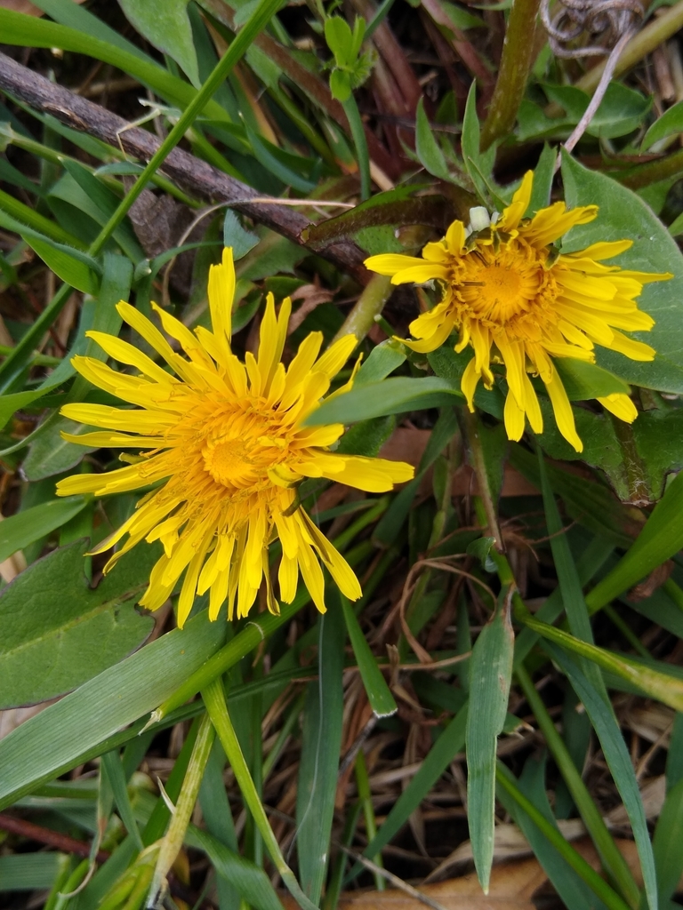 common dandelion from Chillum, MD, USA on April 09, 2022 at 04:56 PM by ...