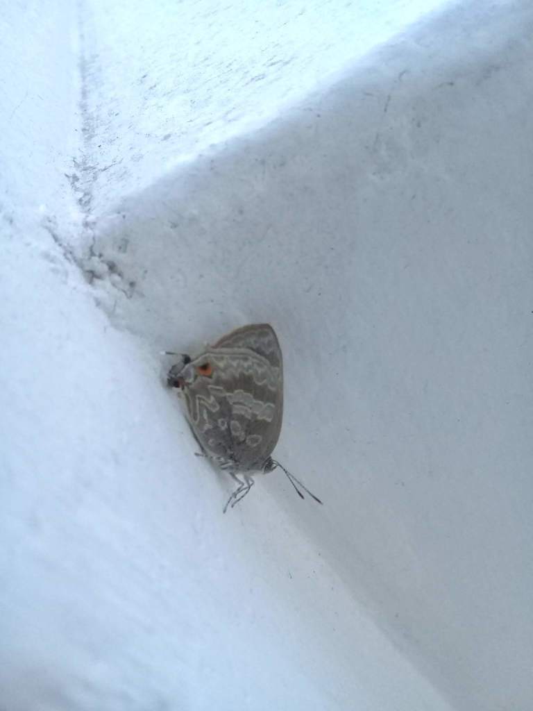 Contrafacia bassania from Panajachel, Guatemala on April 09, 2022 at 06 ...