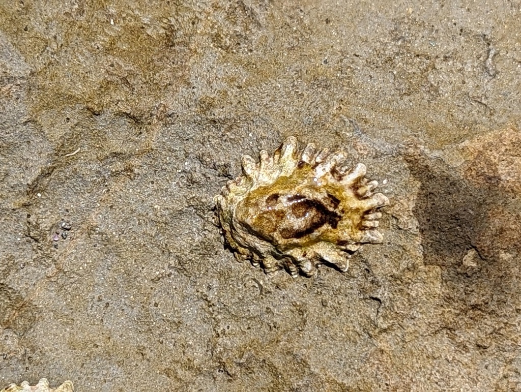 Rough Limpet from San Pedro, Los Angeles, CA, USA on April 9, 2022 at ...
