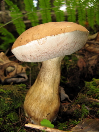 Bitter Bolete (Higher Fungi of the San Francisco Bay Area) · iNaturalist