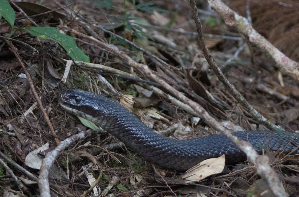 Papuan Black Snake (Pseudechis papuanus) - Snakes and Lizards