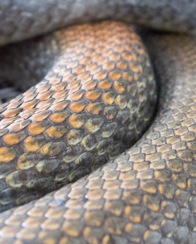 Papuan Taipan (Oxyuranus scutellatus canni) - Snakes and Lizards